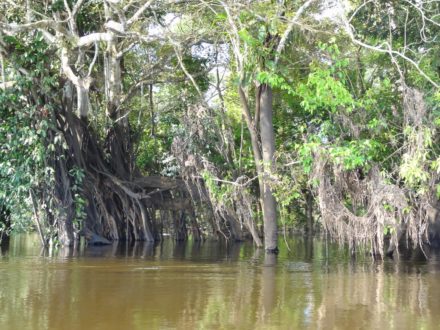 Die Immerfeuchten Tropen - Geographie